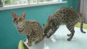 Savannah Cat Size: Height, Weight & Growth Explained - MakeSavannah