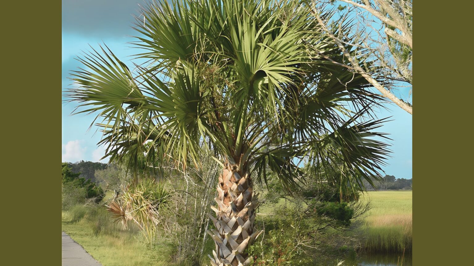 Trees in Savannah: Live Oaks, Moss & Native Flora - MakeSavannah
