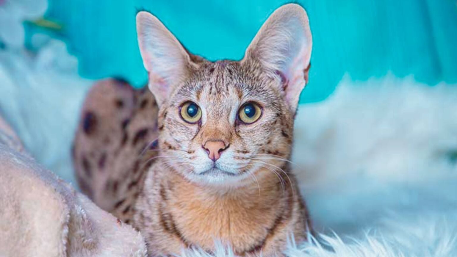 Savannah Cat Size: Height, Weight & Growth Explained - MakeSavannah