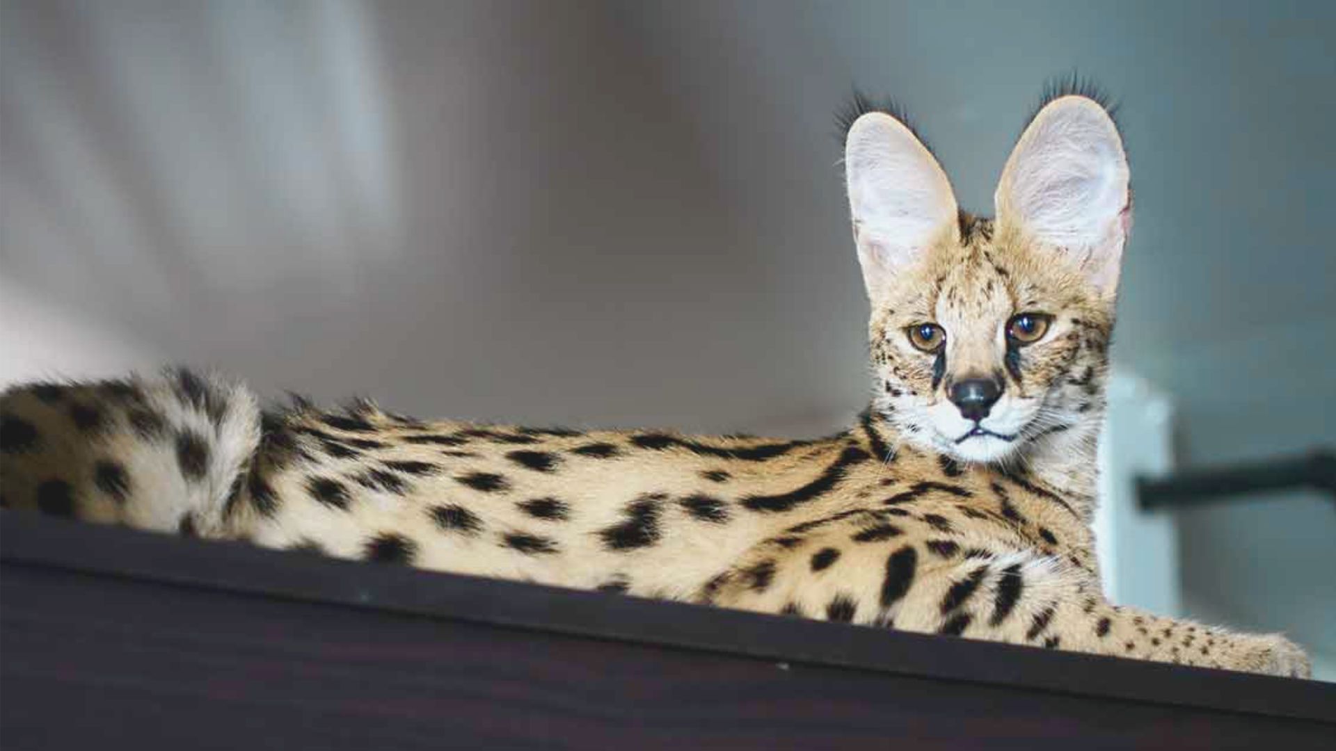 Savannah Cat Size: Height, Weight & Growth Explained - MakeSavannah