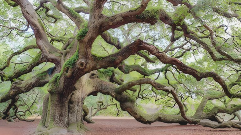 Trees in Savannah: Live Oaks, Moss & Native Flora – MakeSavannah