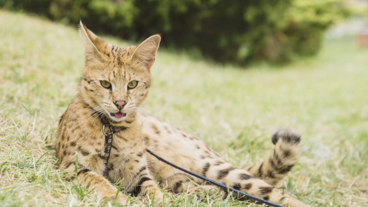 Savannah Cat Size: Height, Weight & Growth Explained - MakeSavannah