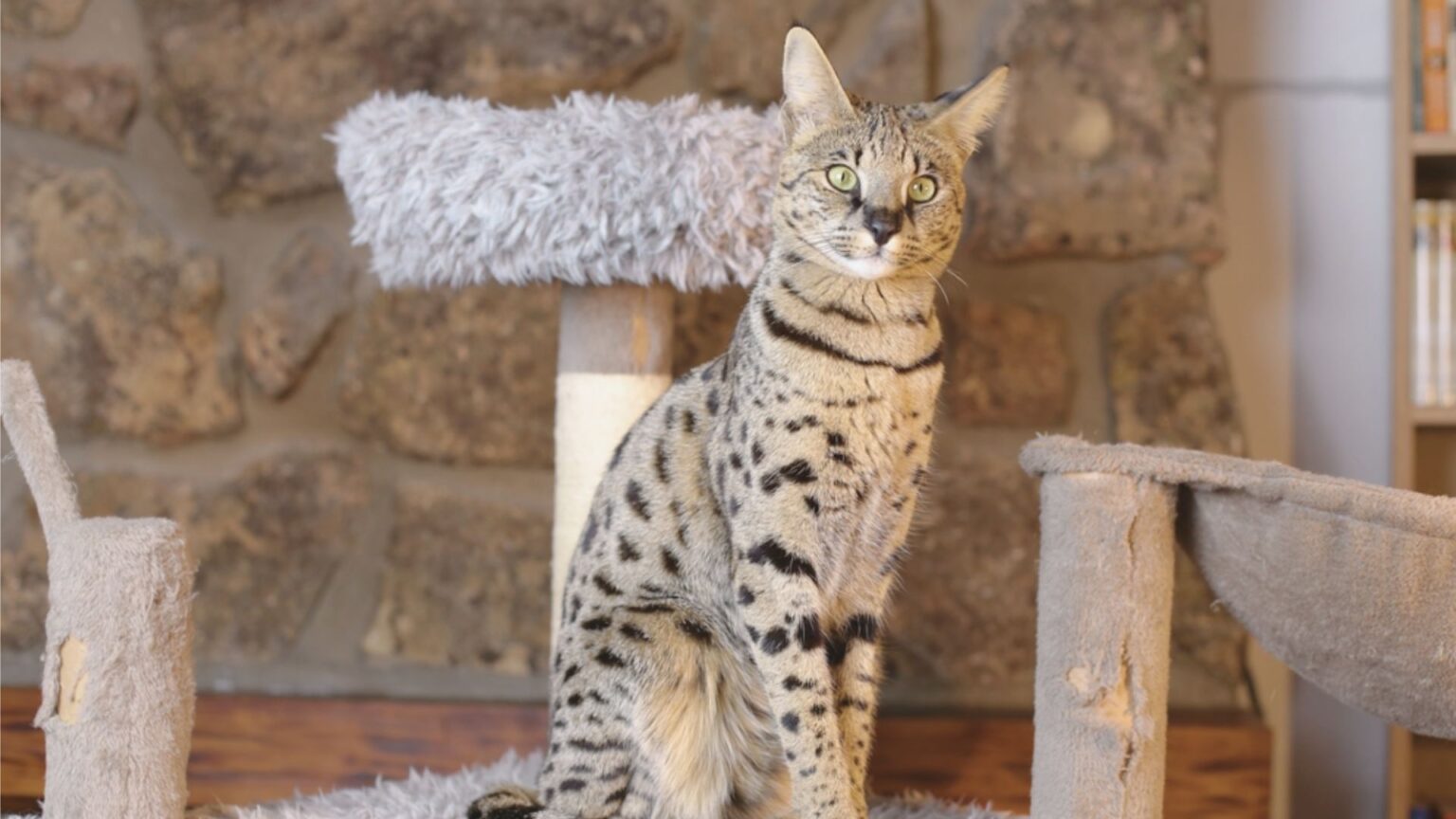 Savannah Cat Size: Height, Weight & Growth Explained - MakeSavannah