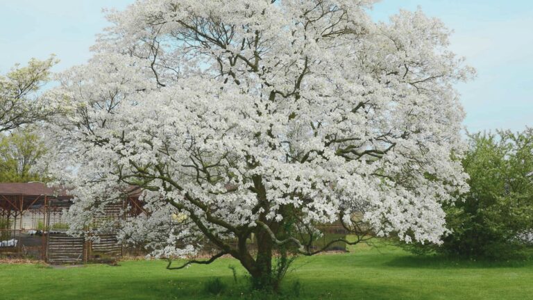 Trees in Savannah: Live Oaks, Moss & Native Flora - MakeSavannah