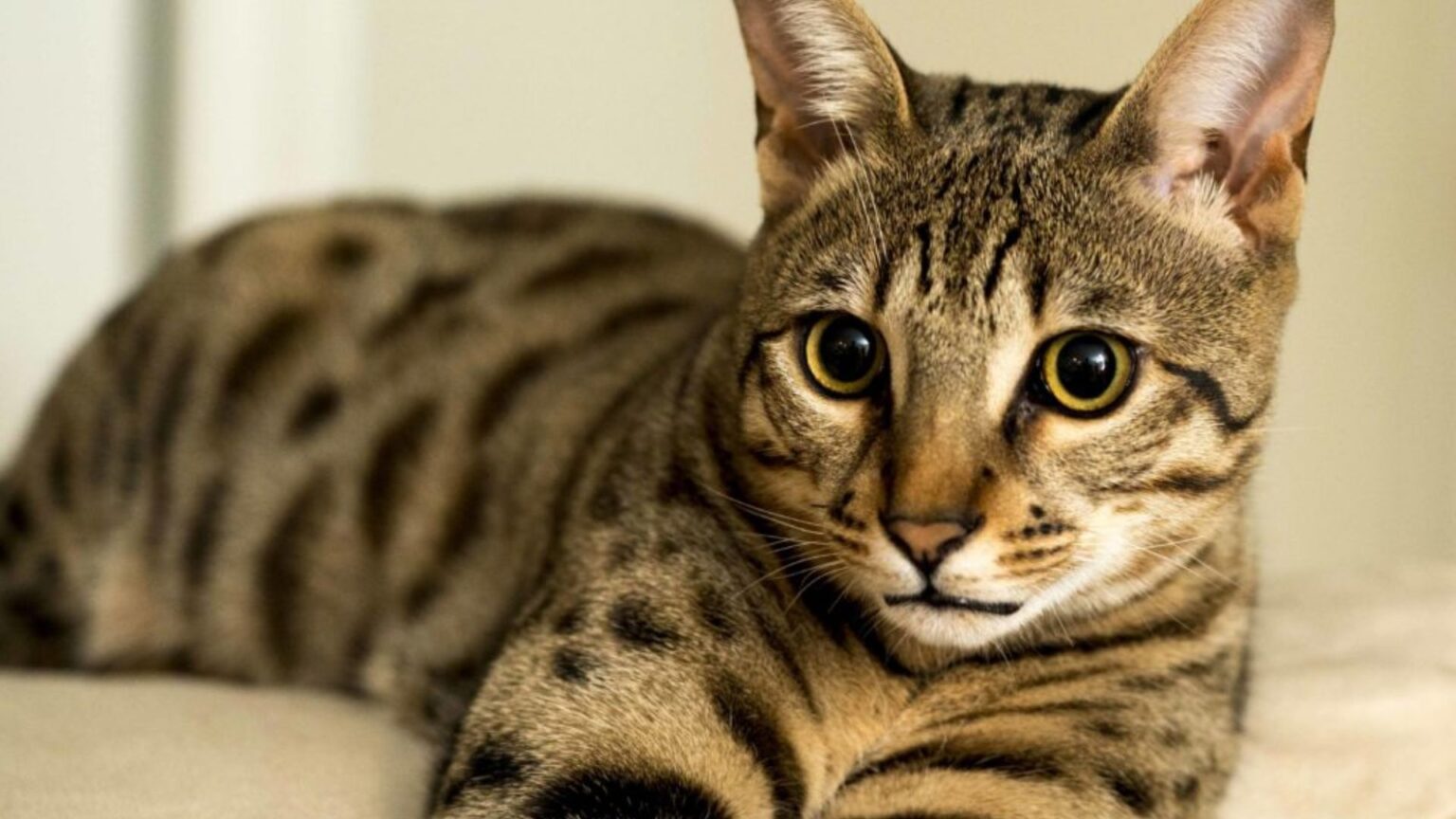Savannah Cat vs Serval: Which Is Right for You? - MakeSavannah
